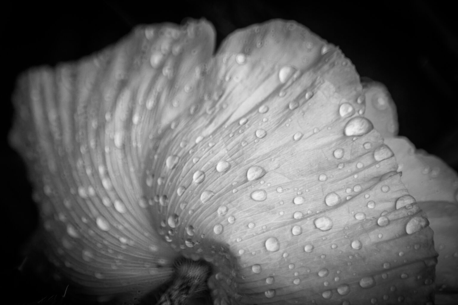 Flowing Silk Linens - B&W Poppy - Pops Digital