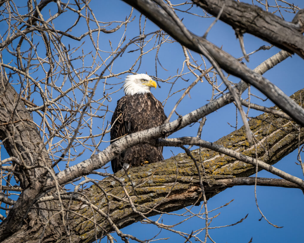 Stalwart Sentinel - Wildlife Photography - Pops Digital
